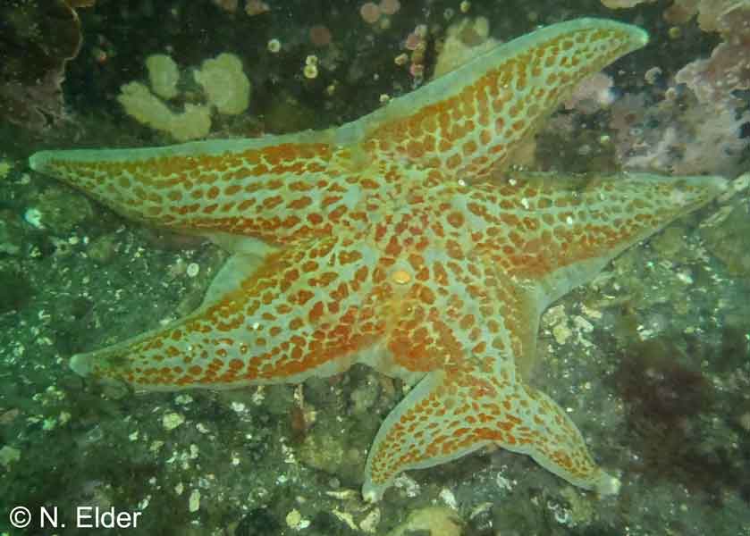 Aberrations-Mutations-Twins